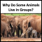 Animals Live in Groups, Close Read and Lab NGSS 3-LS2-1 - Teaching ...