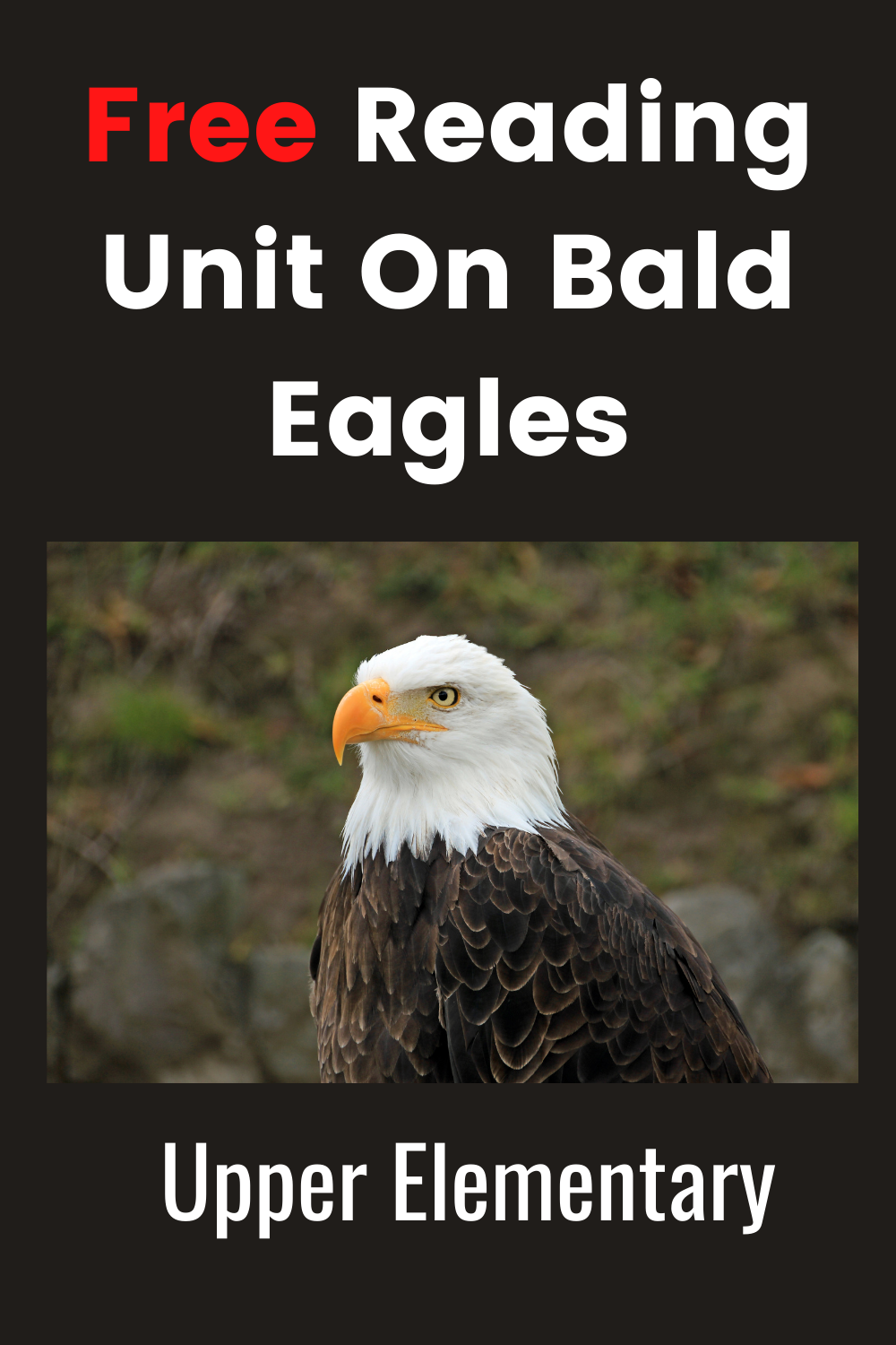 FREE Reading Unit on Eagles