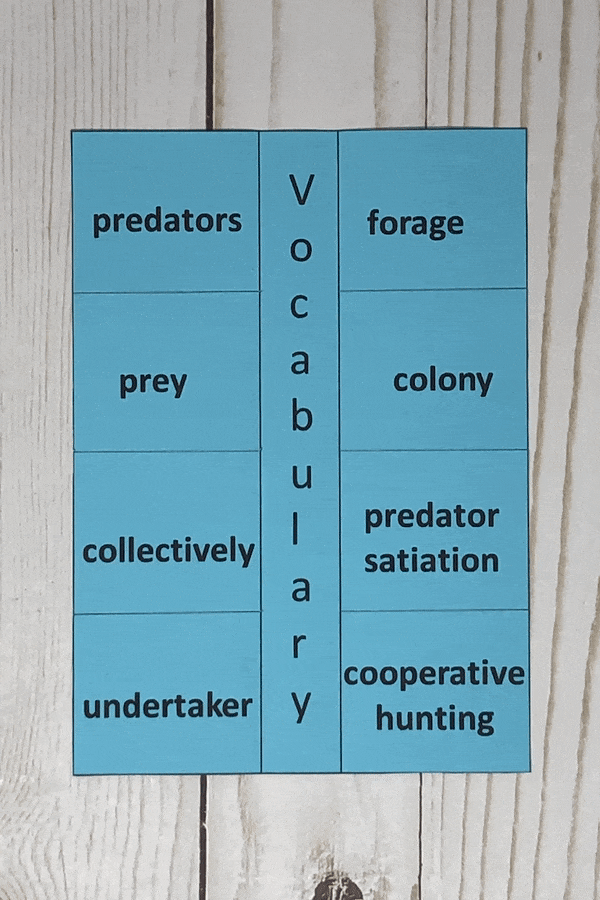 Why do Animals live in groups?