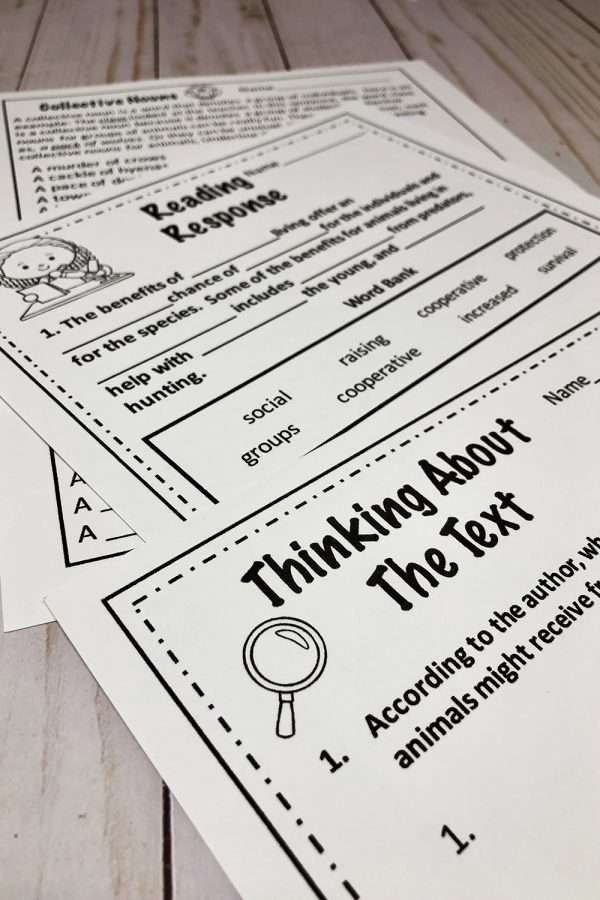 Why do Animals live in groups?