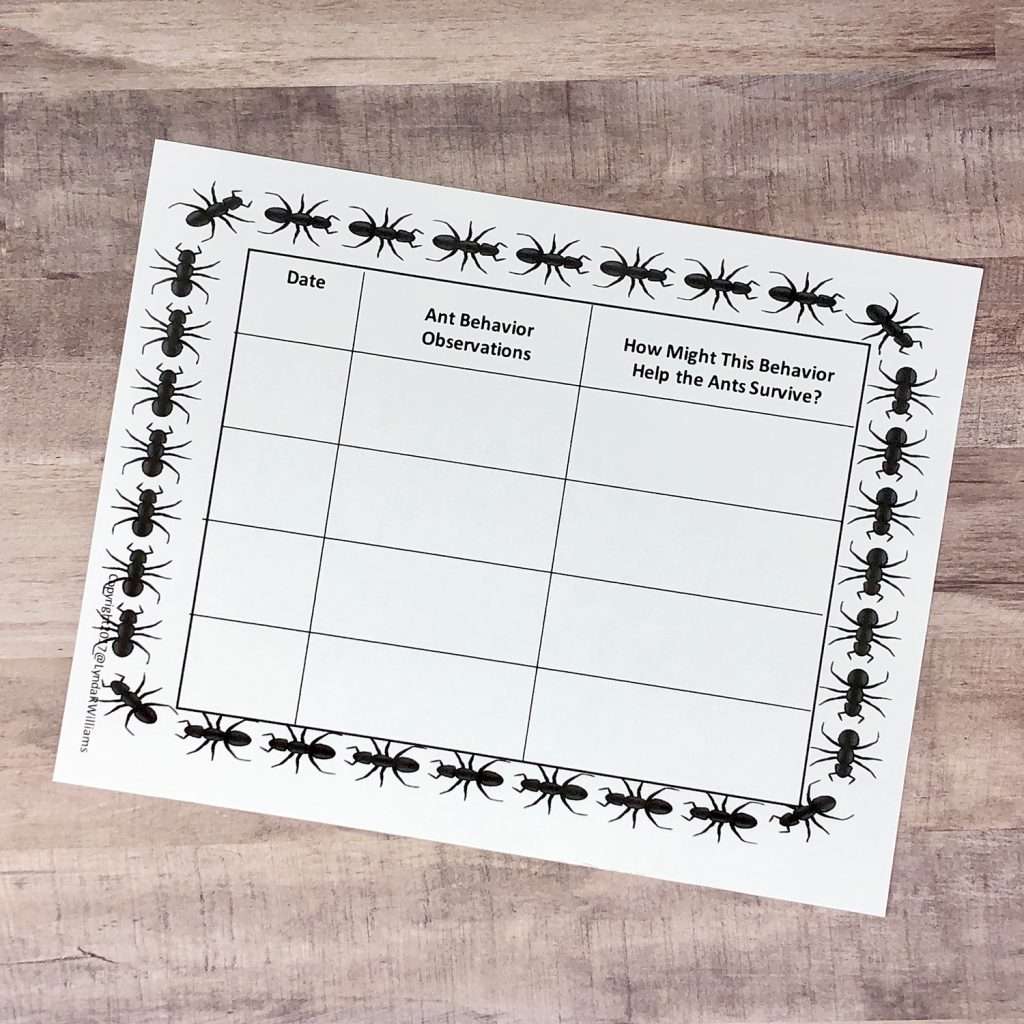 Why do Animals live in groups?