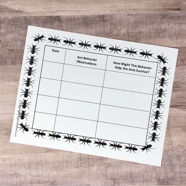 Why do Animals live in groups?