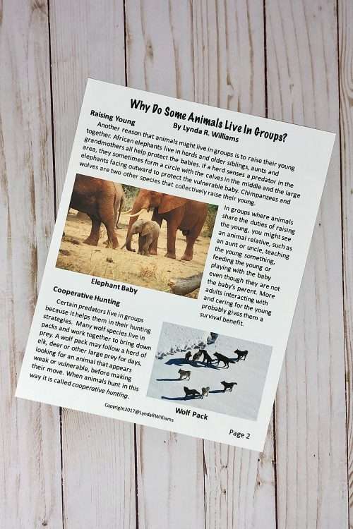 Why do Animals live in groups?