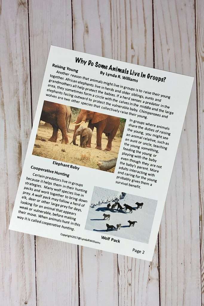 Why do Animals live in groups?