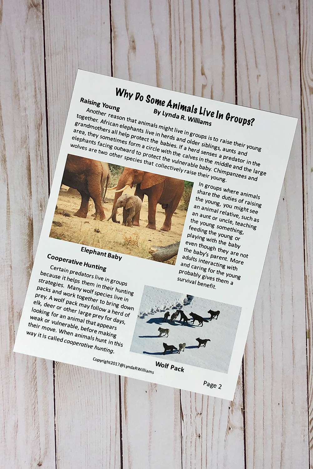 Why do Animals live in groups?