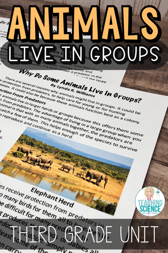 Why do Animals live in groups?