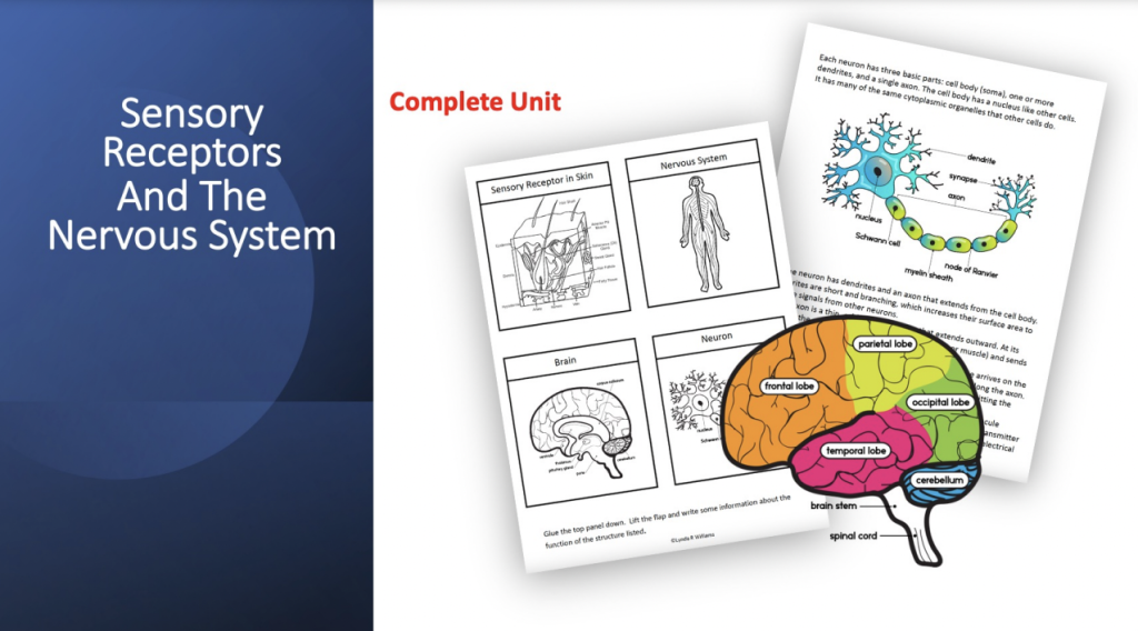 Sensory Receptors and The Nervous System