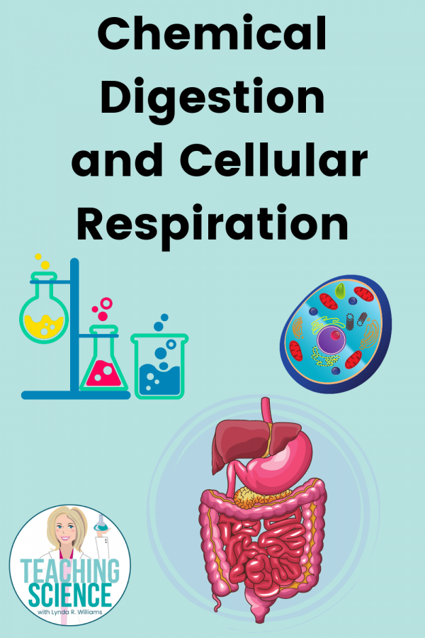 chemical digestion and cellular respiration