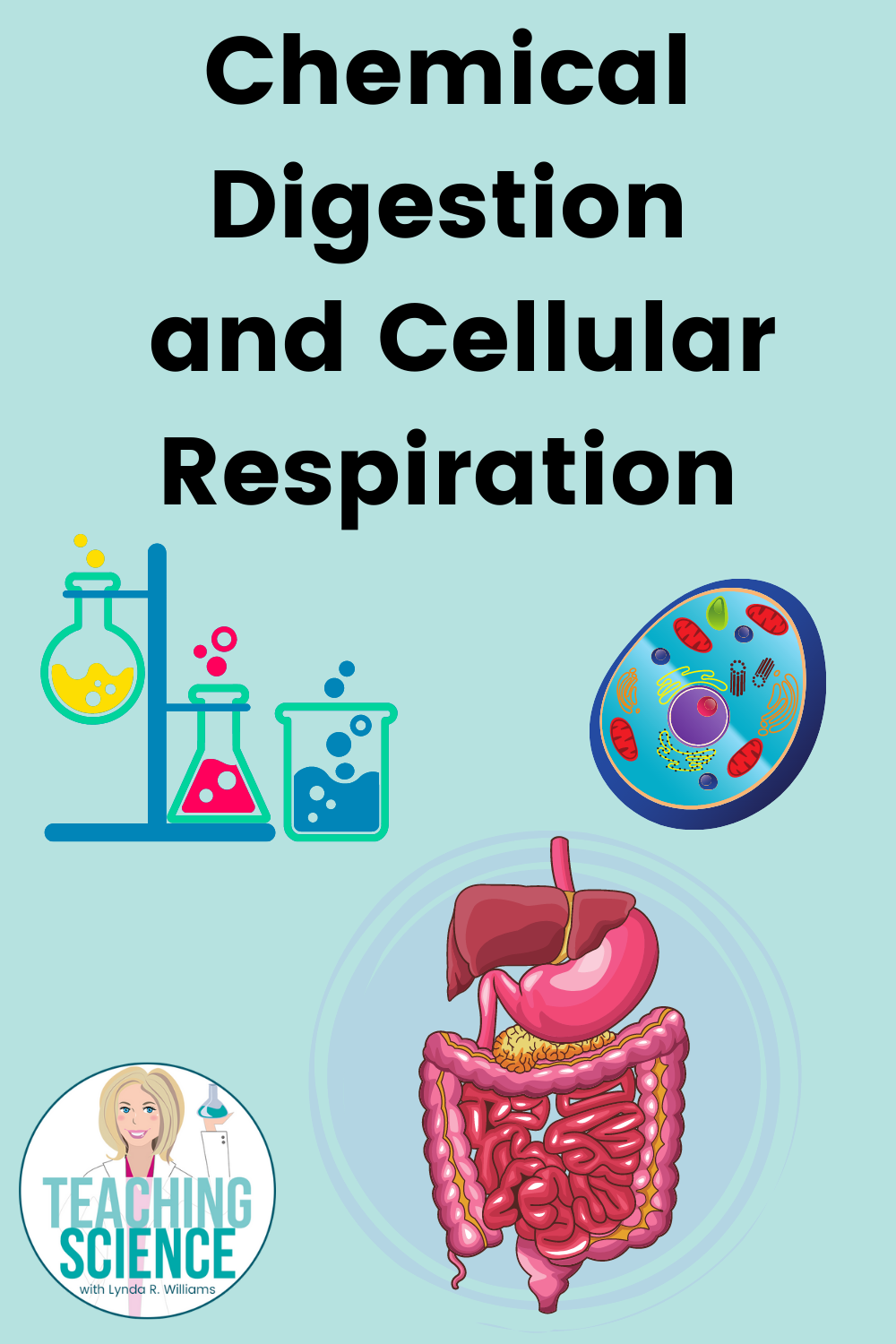 chemical digestion and cellular respiration