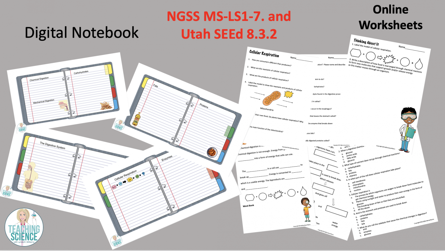 chemical digestion and cellular respiration