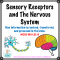 Sensory Receptors and the Nervous System