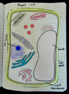 Cells-Structure-and-Function