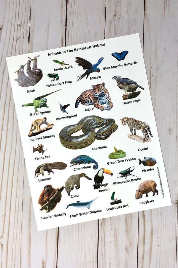 Diversity of Life in Different Habitats