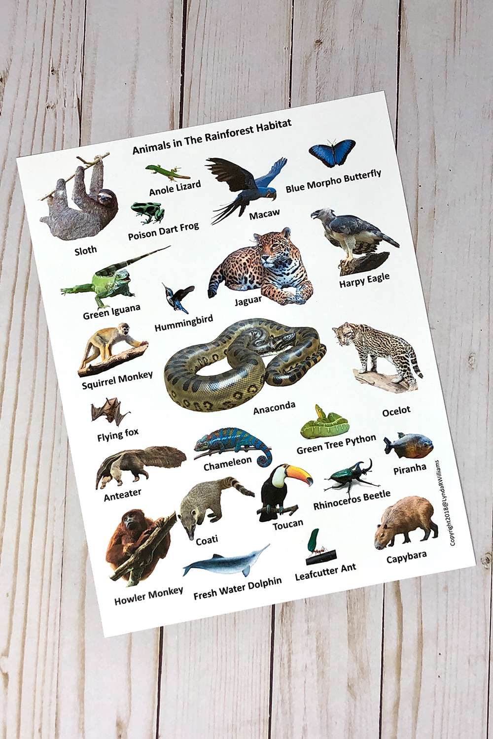 Diversity of Life in Different Habitats