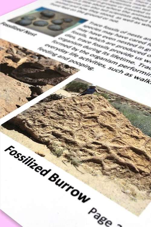 The Fossil Record Middle School Science Unit for Standard NGSS MS-LS4-1 ...