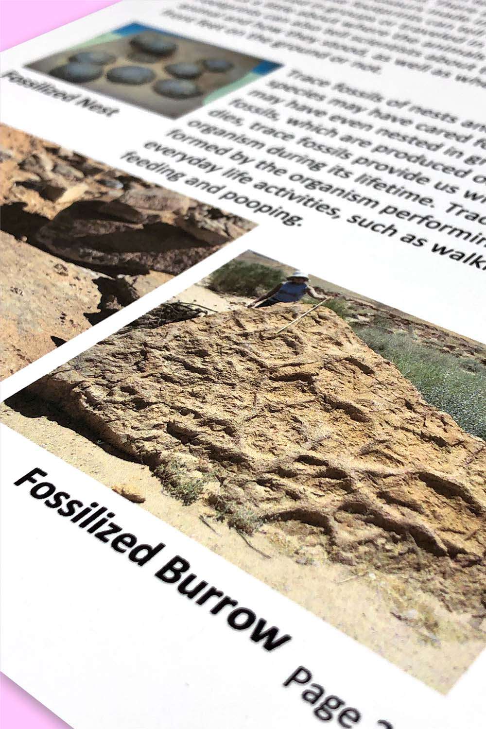 The Fossil Record Middle School Science Unit for Standard NGSS MS-LS4-1 ...