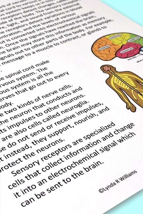 Sensory Receptors and the Nervous System