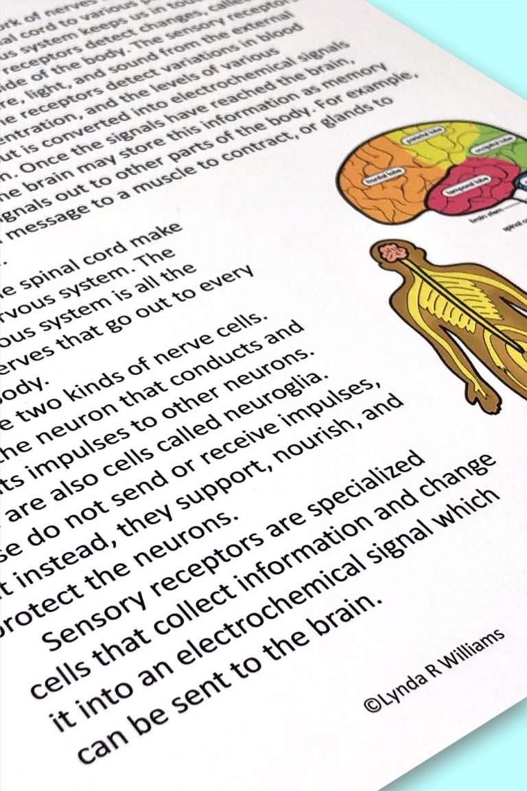 Sensory Receptors and the Nervous System