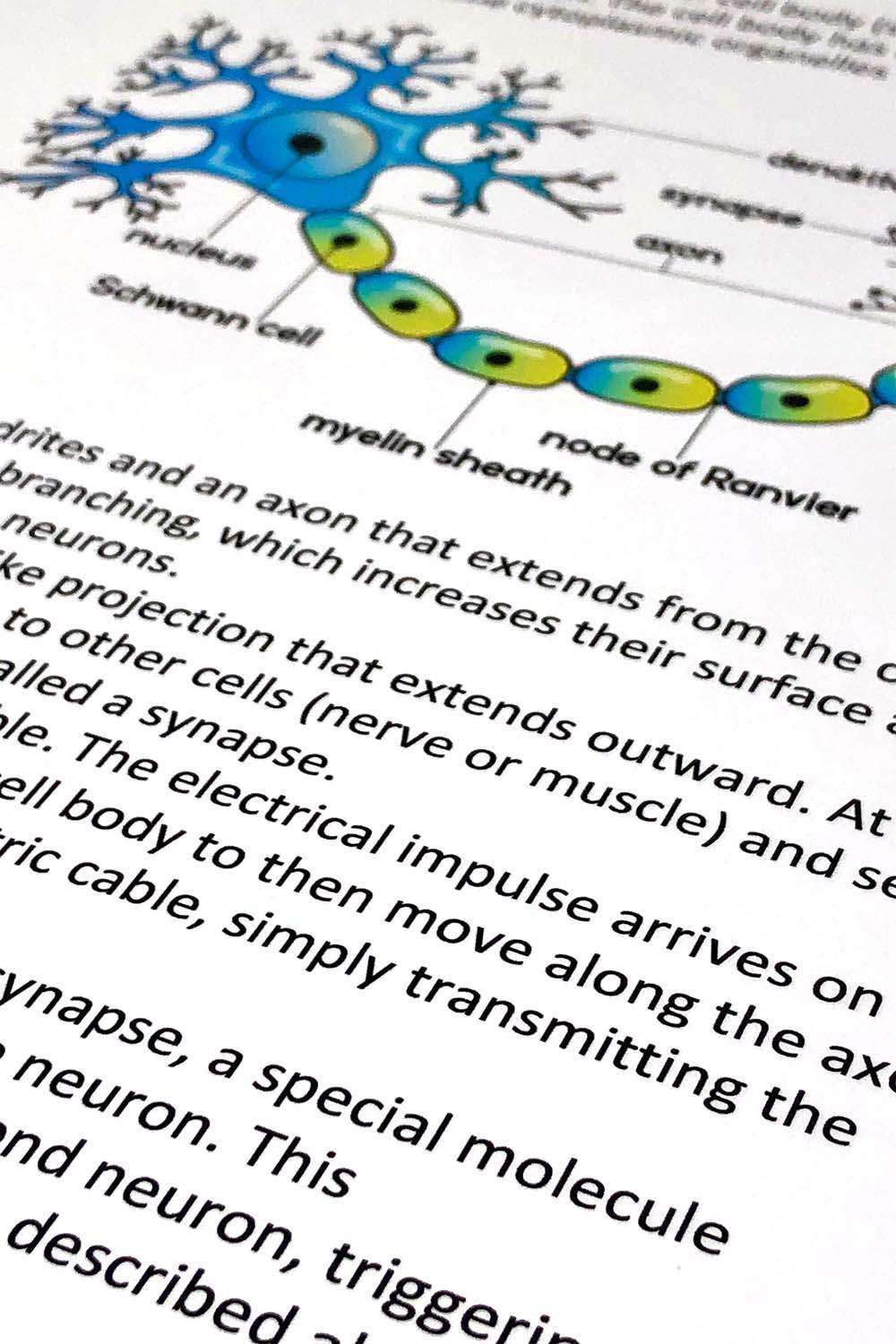 Sensory Receptors and the Nervous System