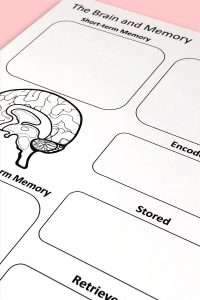 Sensory Receptors and the Nervous System