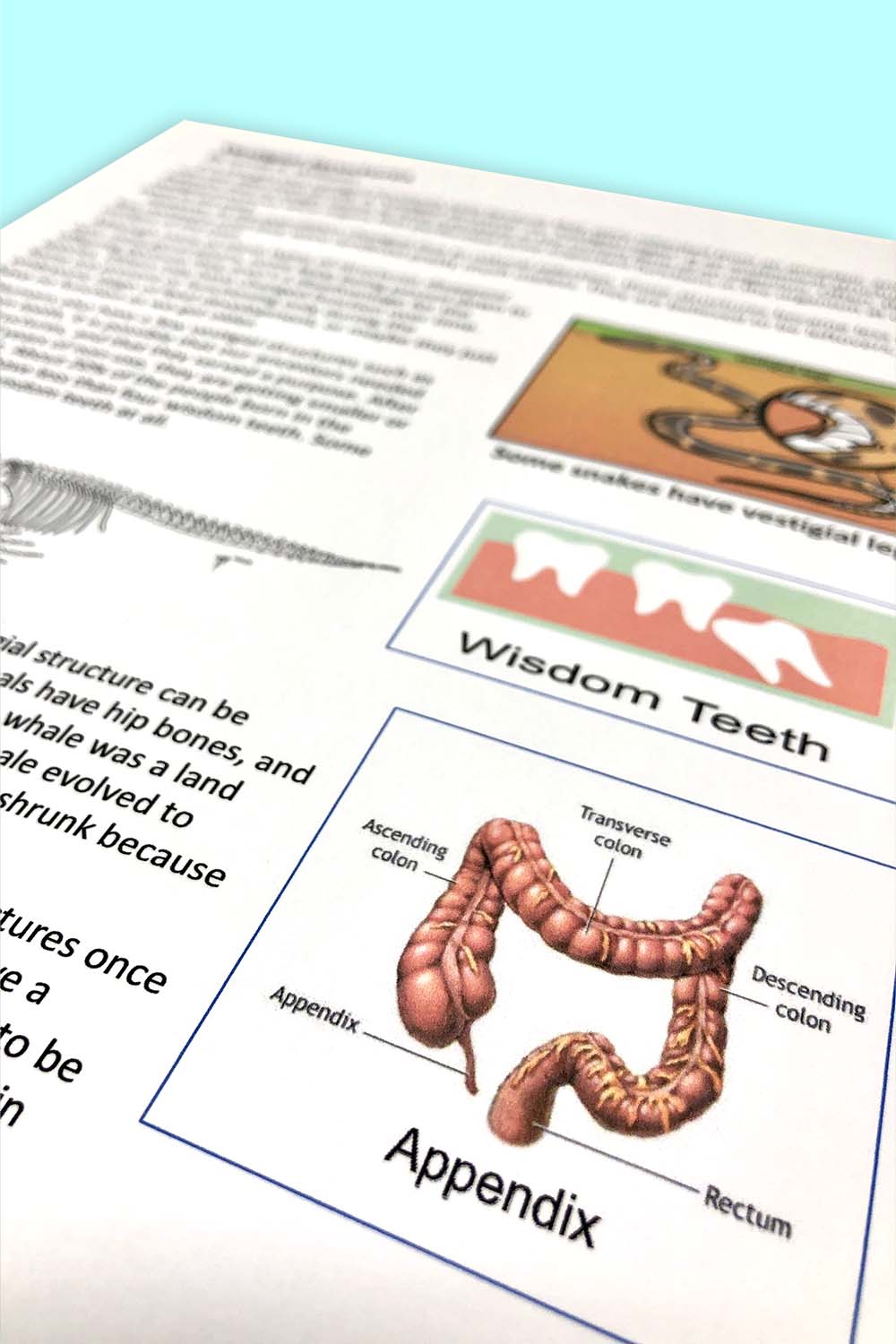 Comparing Anatomy and Embryology