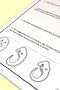 Comparing Anatomy and Embryology