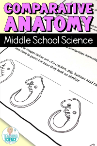 Comparing Anatomy and Embryology