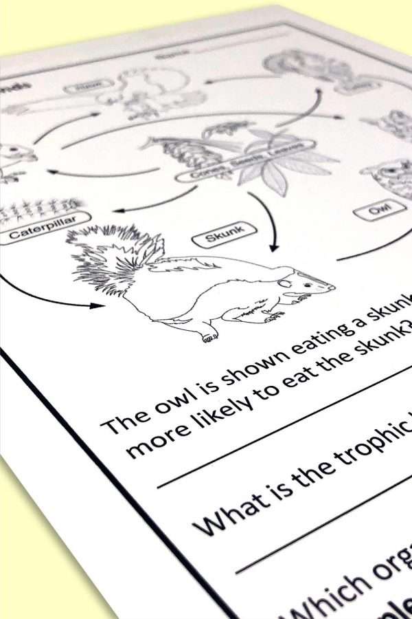 Food Web Worksheets