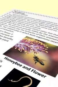 Reading Comprehension Unit on Symbiosis