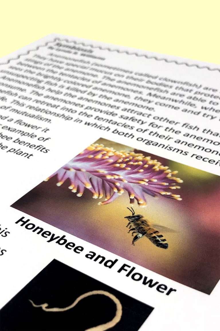 Reading Comprehension Unit on Symbiosis