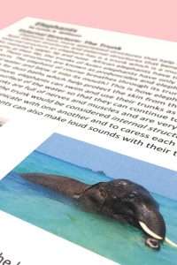 Reading Comprehension Unit on Elephants