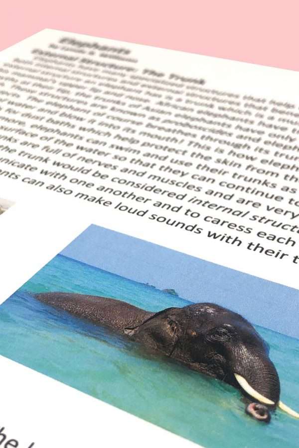 Reading Comprehension Unit on Elephants