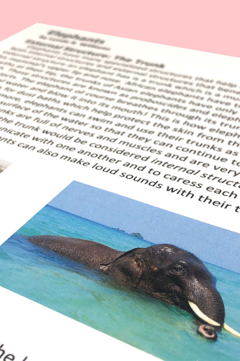 Reading Comprehension Unit on Elephants