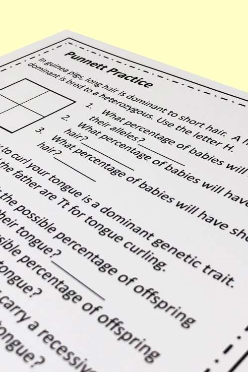 Heredity and Punnett Squares Activities for Middle School Science