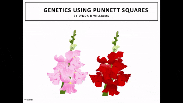 Heredity and Punnett Squares Activities for Middle School Science