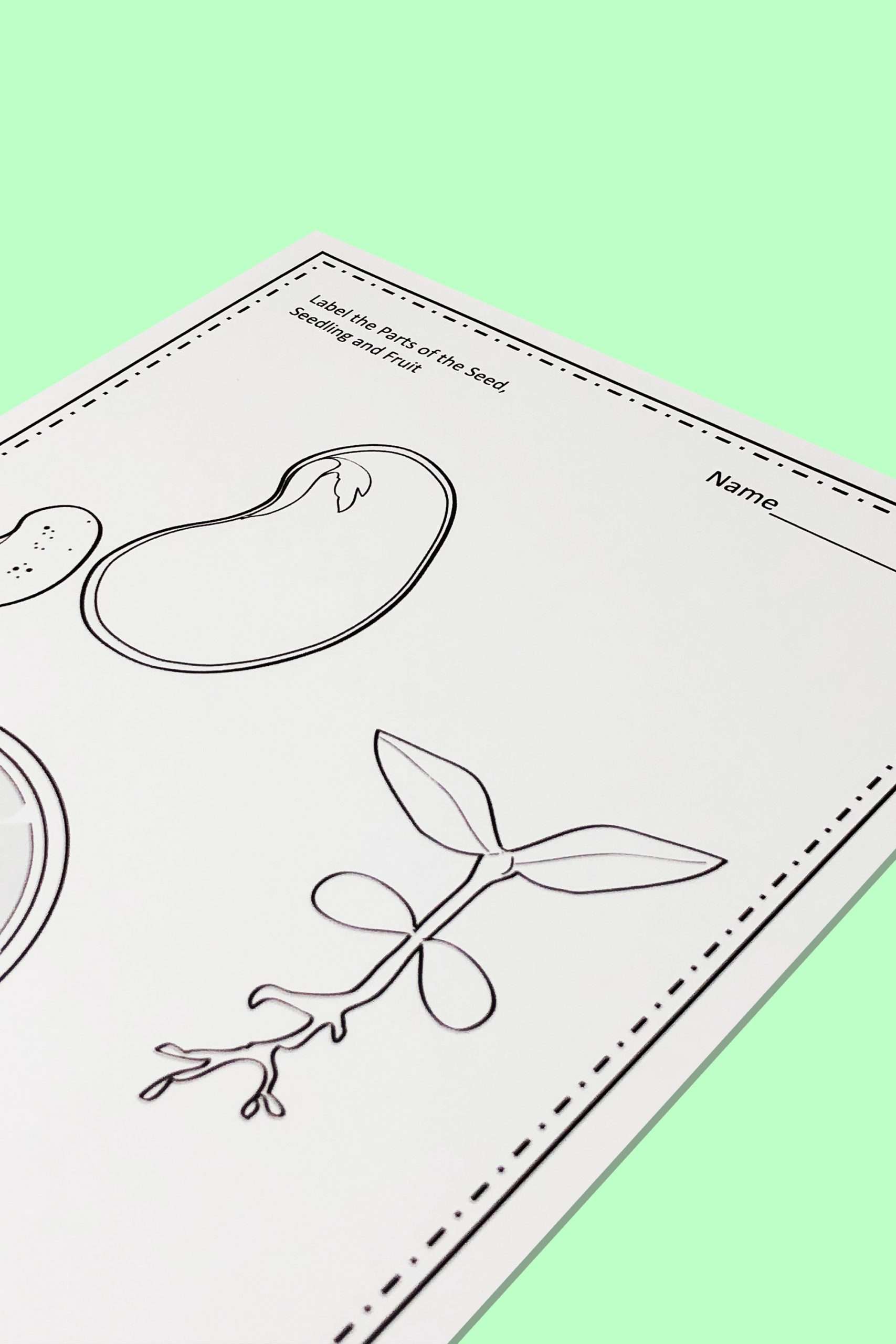 Parts of a Flower Dissection Lab