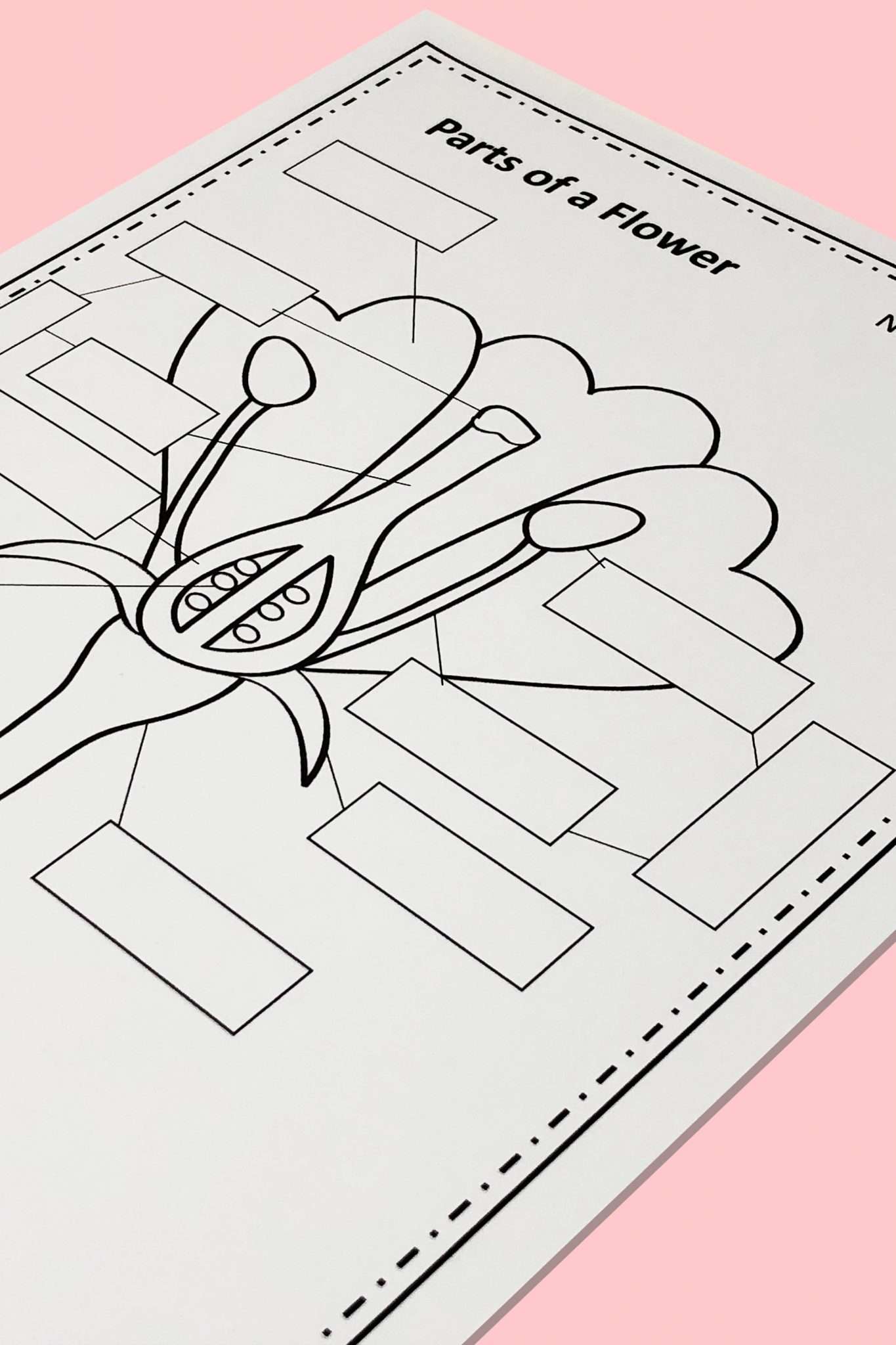Parts of a Flower Dissection Lab