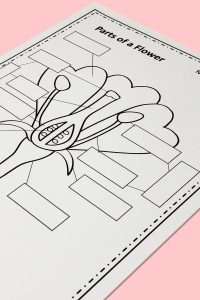 Parts of a Flower Dissection Lab