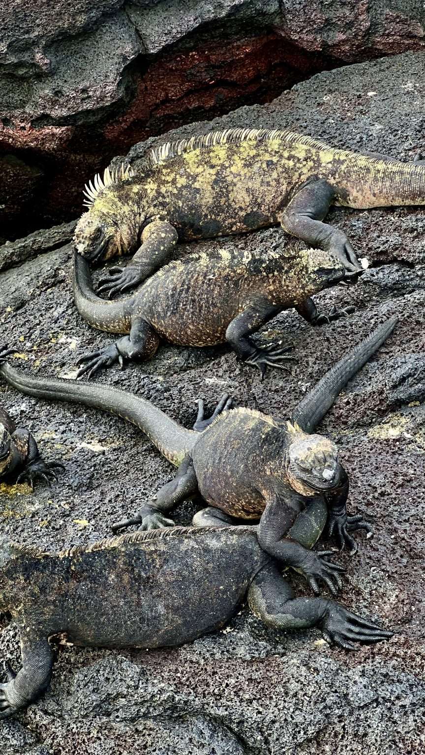 Biodiversity in the Galápagos Islands