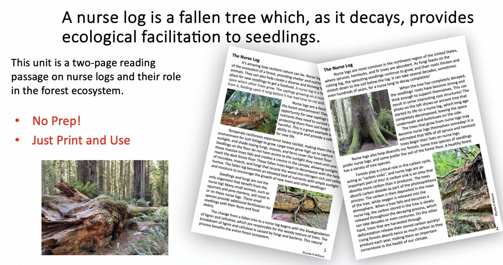 What is a Nurse Log in a Forest Ecosystem Informational Text