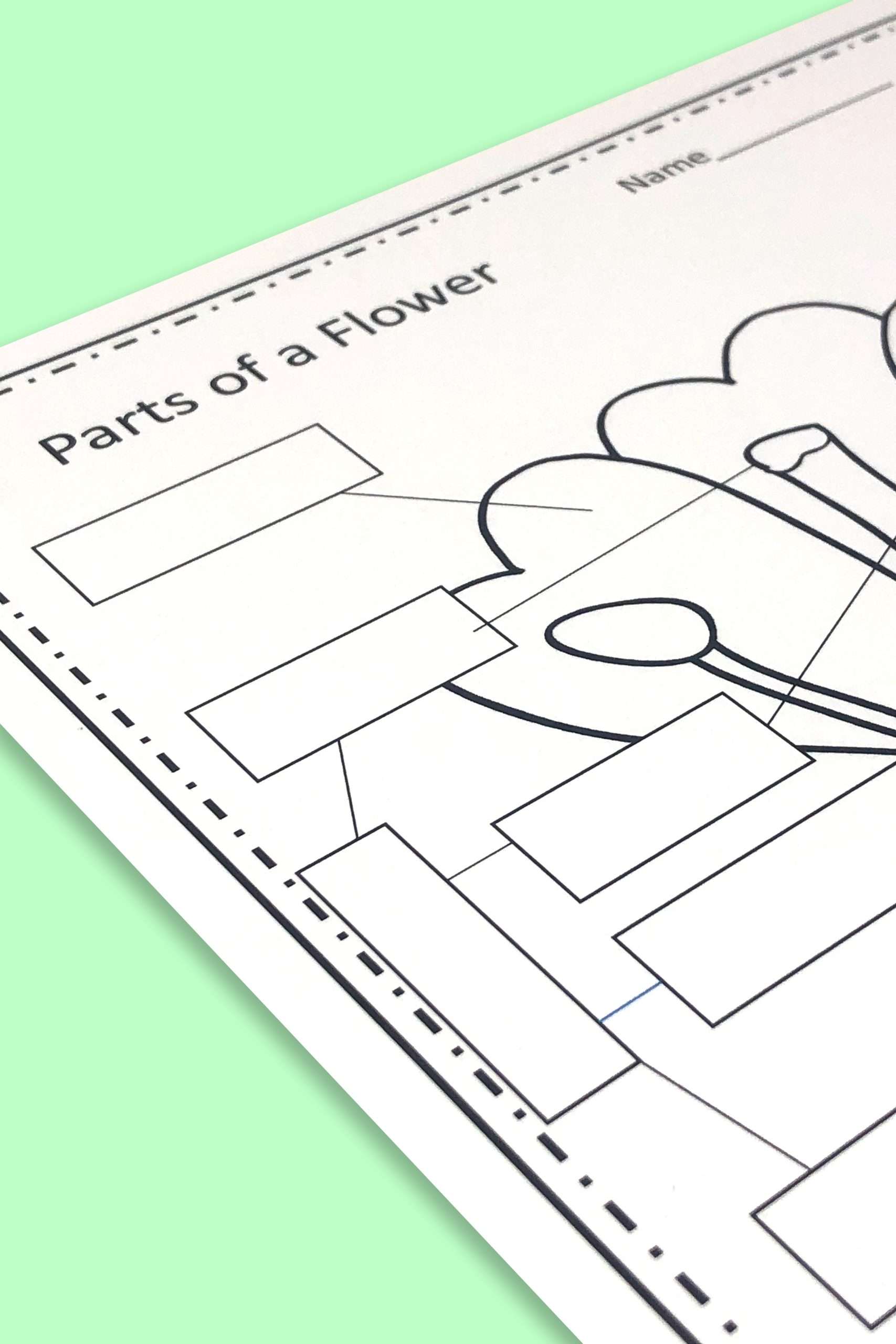 Plant and Animal Adaptations