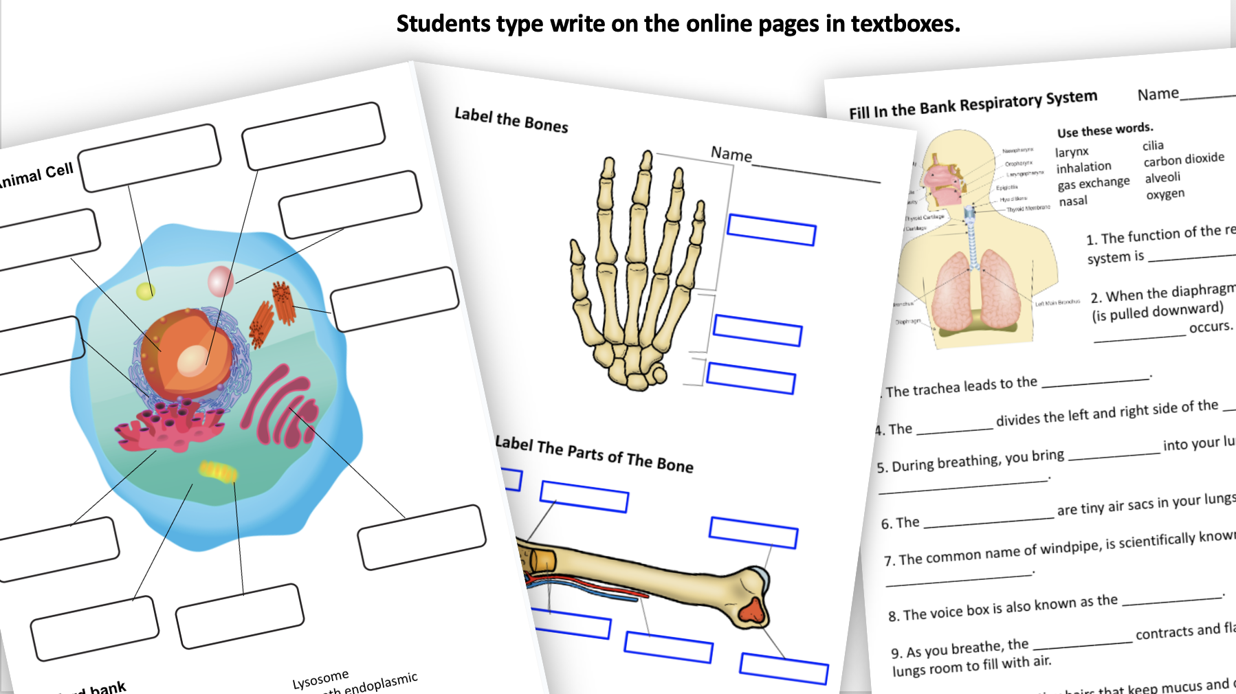 Human Body Systems Worksheets
