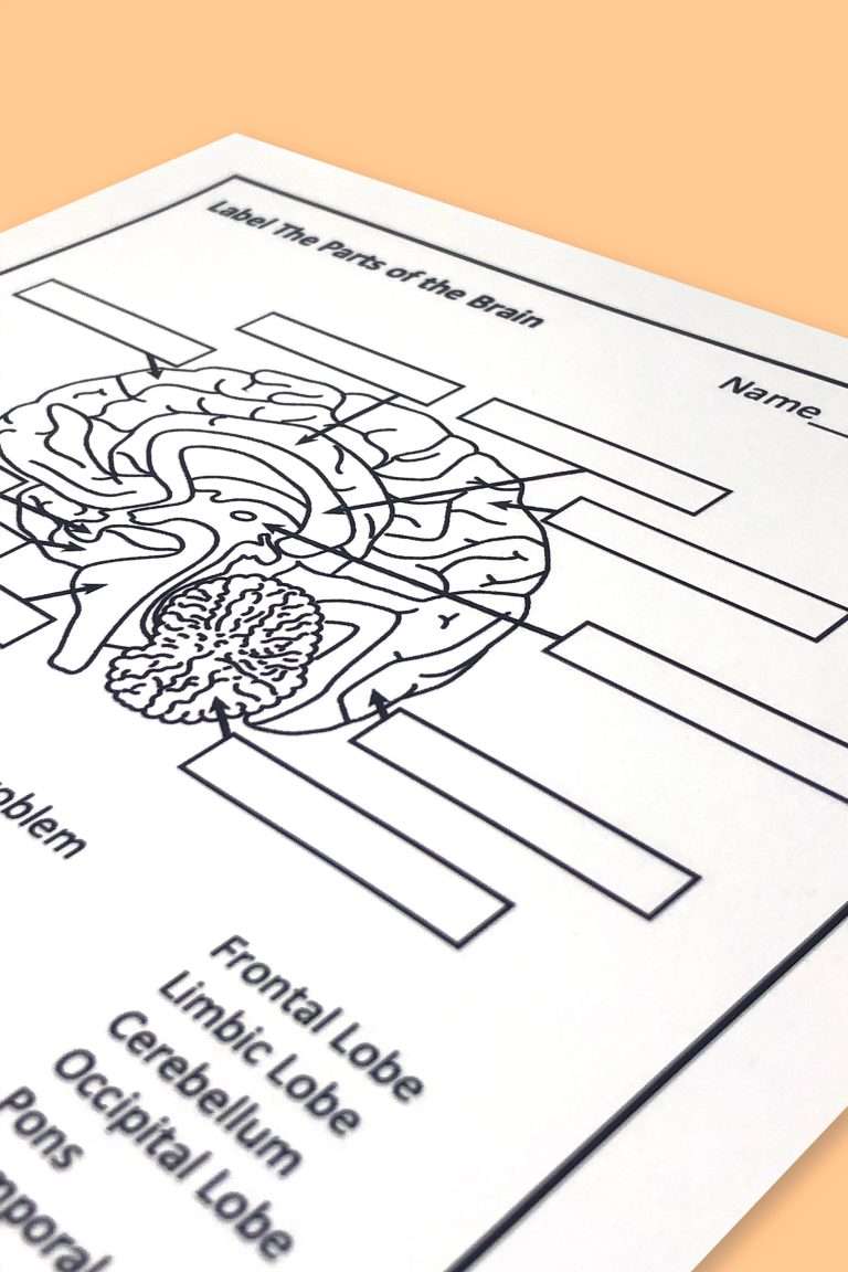 Human Body Systems Worksheets