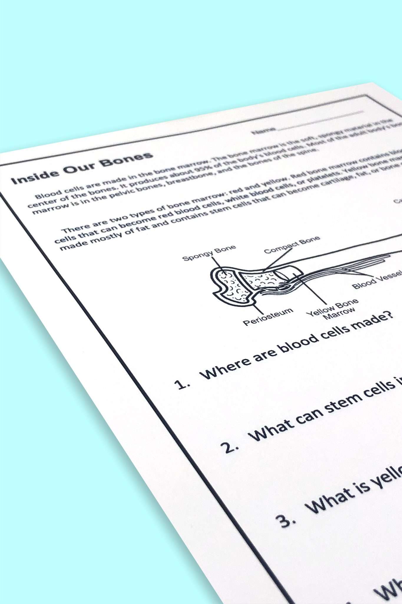 Human Body Systems Worksheets