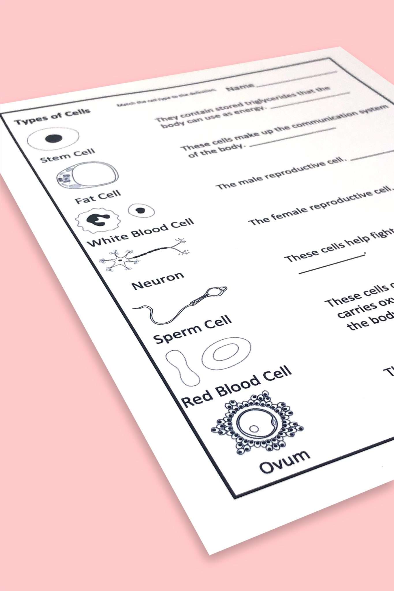Human Body Systems Worksheets