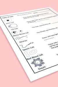 Human Body Systems Worksheets