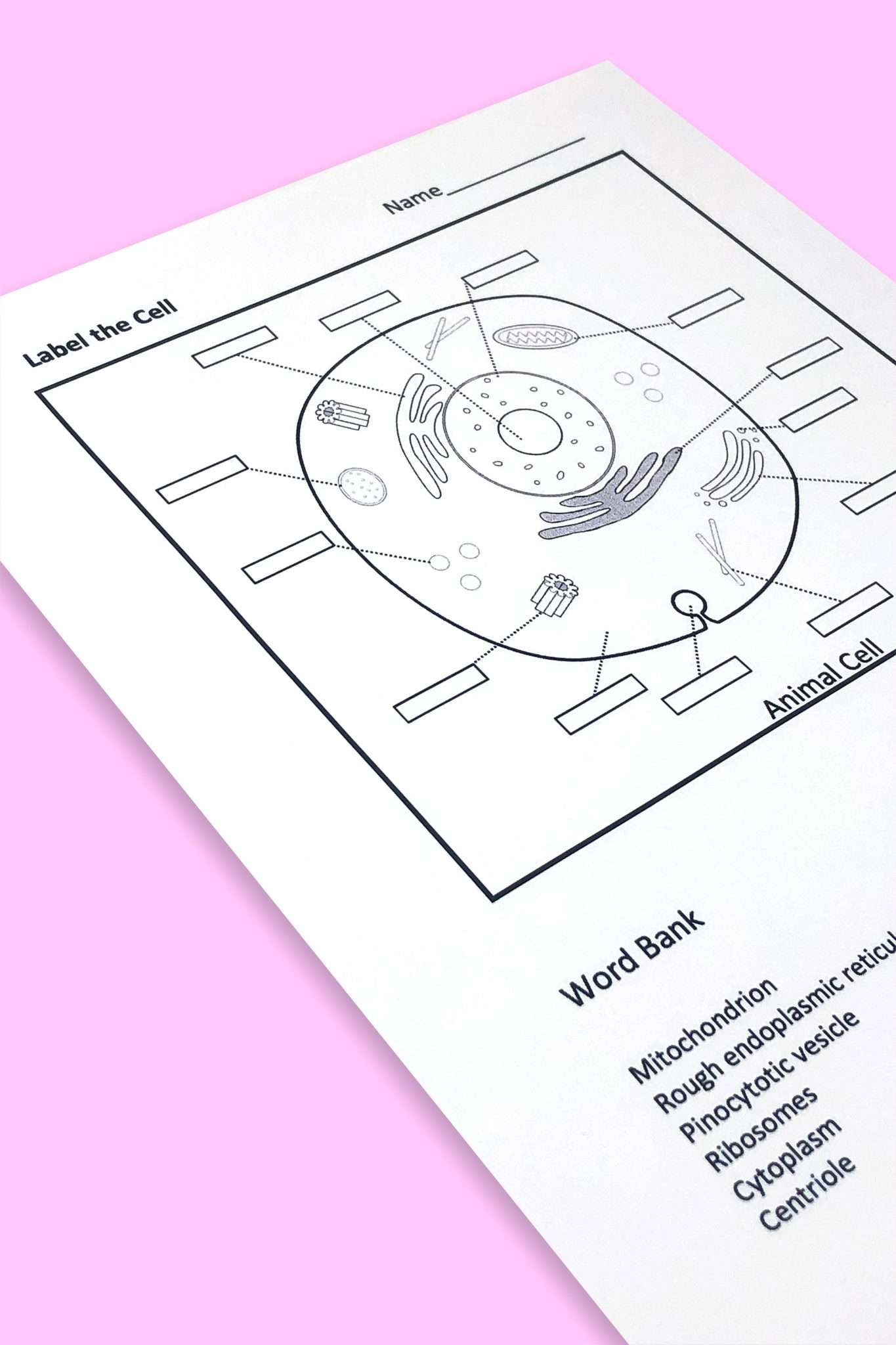 Human Body Systems Worksheets