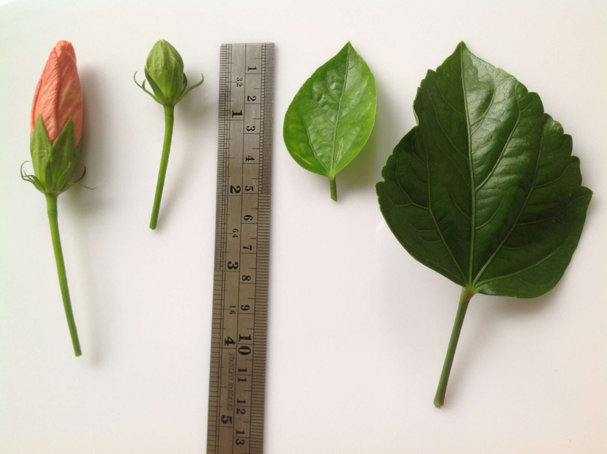 Life Science NGSS Middle School Bundle