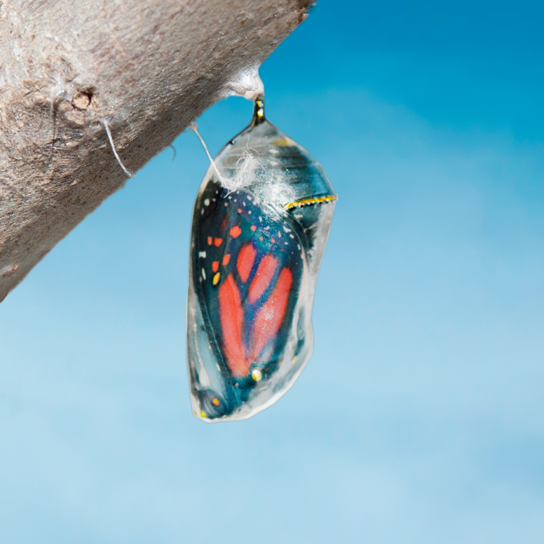 Life Science NGSS Middle School Bundle