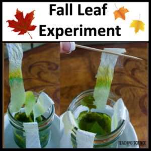 Why do Leaves Change Color in the Fall?